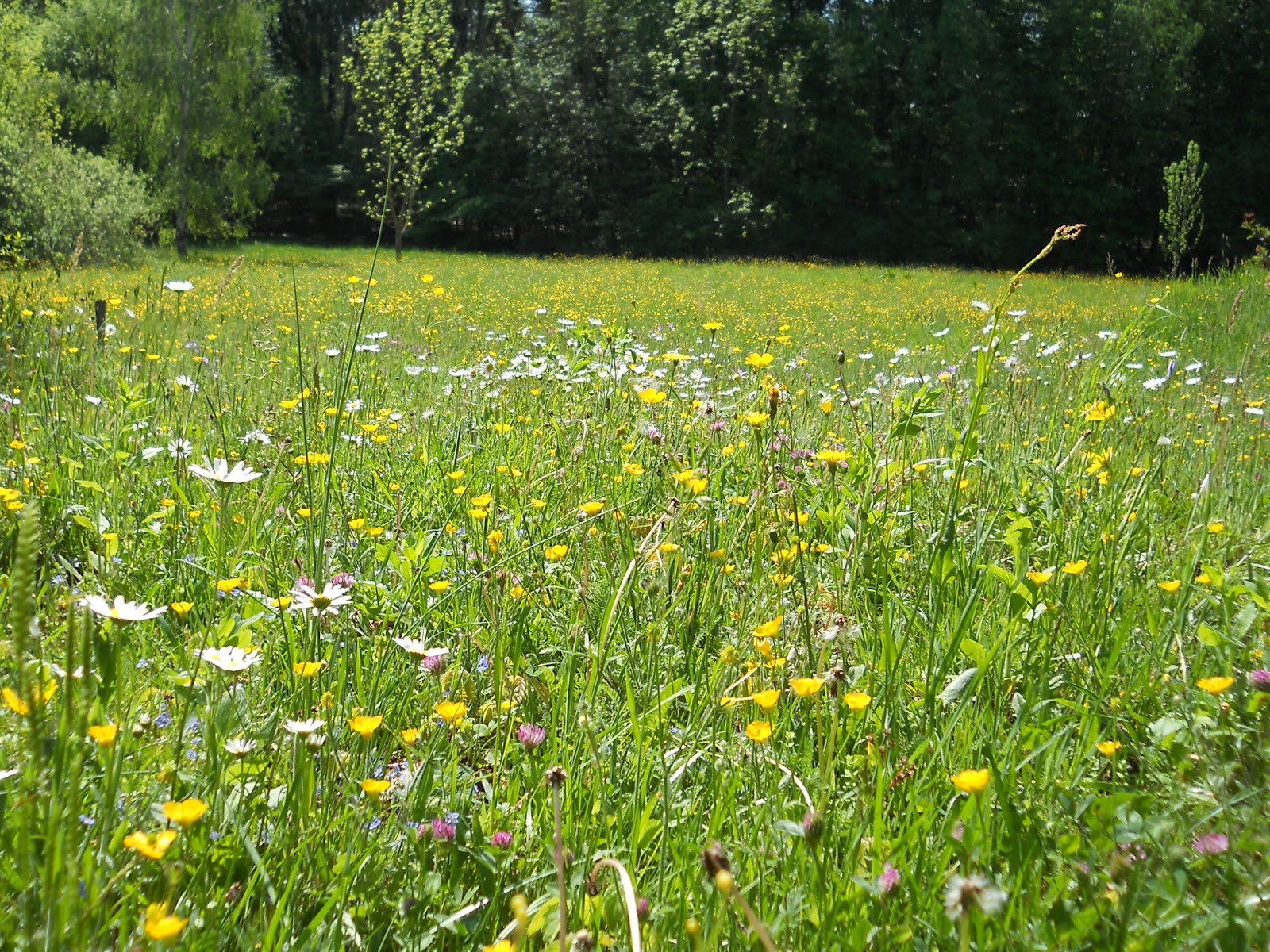 Őrség: Tavaszi rét