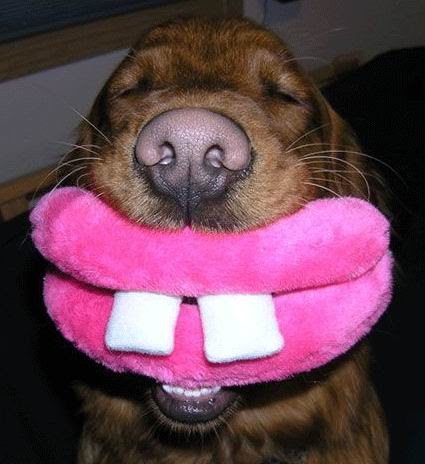 TODO SOBRE PERROS: PERROS GRACIOSOS