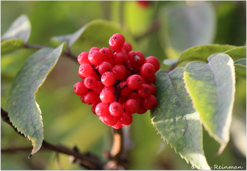 Hallatar-blogi : Pyhän puun marjat