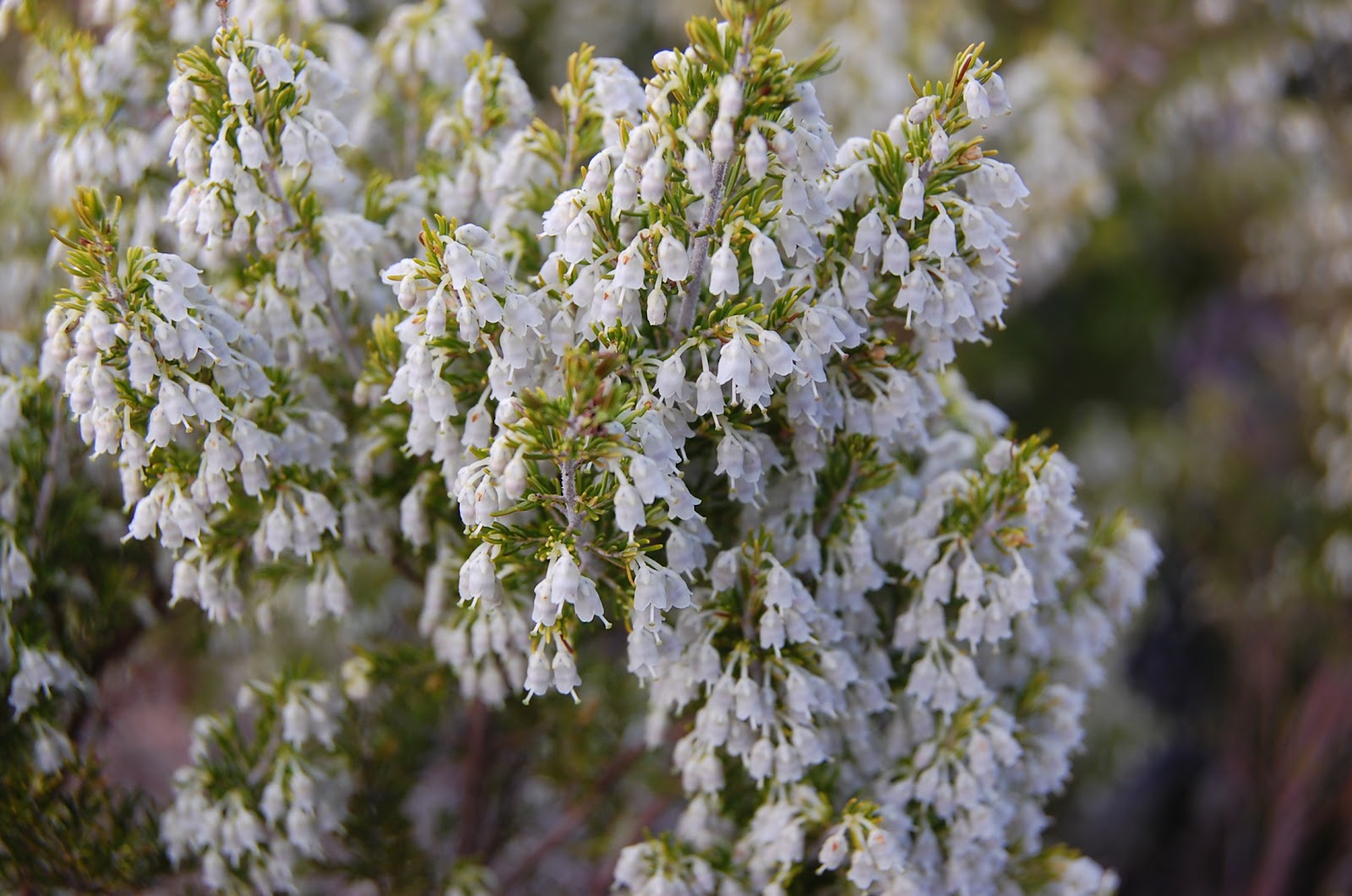 FLORA DEL VALLE DE LACIANA: Erica arborea L. Urz.