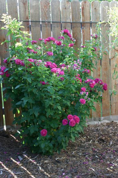 ROSEGASMS: 'Ruby Voodoo' is a rose I bred in Denver in July 1998. The ...