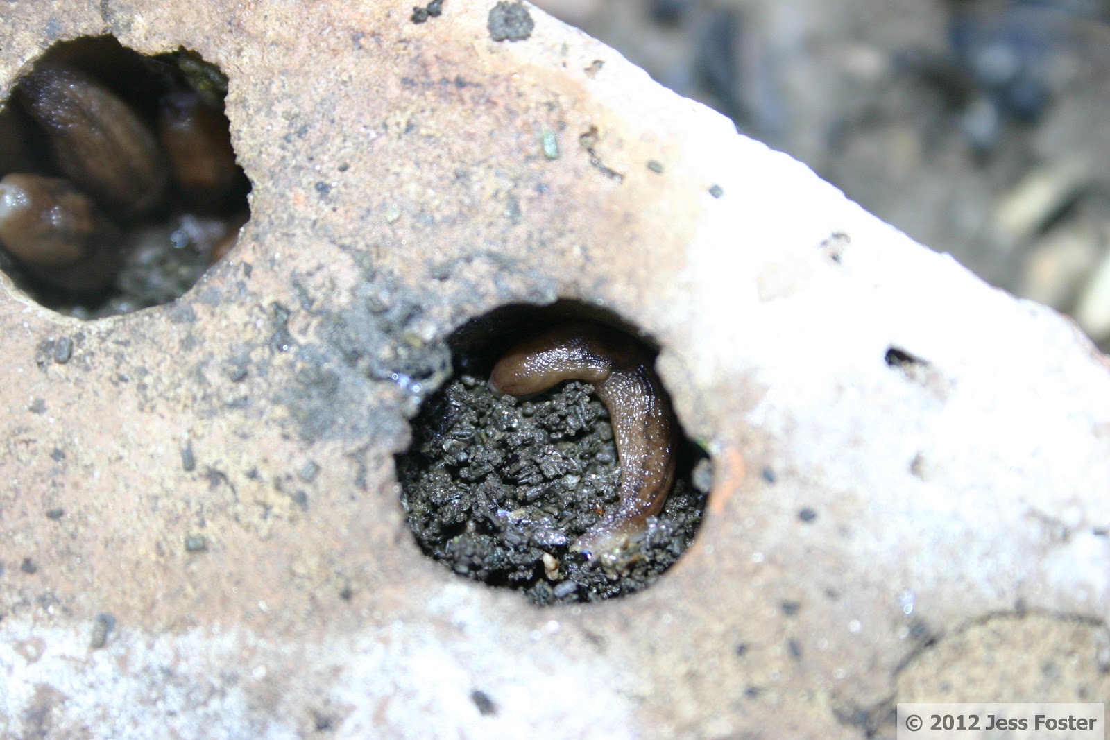 Sluggin' Along: Welcome to Hôtel Slug!