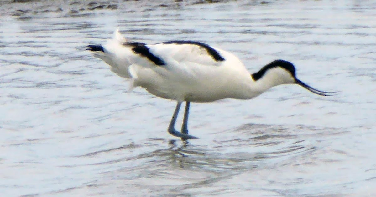 Caroline Gill: Poetry and Other Writing: Avocet Poem in Reach Poetry ...