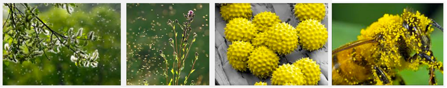 SearchReSearch: Pollen and geology leads to SearchResearch
