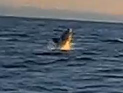 Shark Video News: 2014 Great White Sharks off Nantucket and Martha's ...