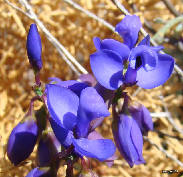 CHUSAY2: POLYGALA MICROPHYLLA L.