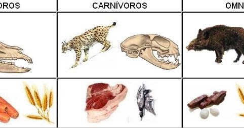 mi aula: Los animales se alimentan y se clasifican en Herbivoros ...