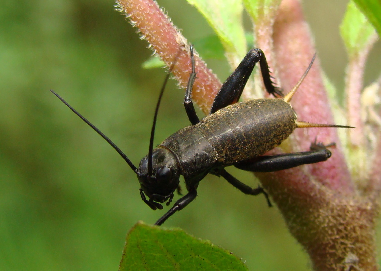 Natureza-em-movimento: 10/01/2015 - 11/01/2015