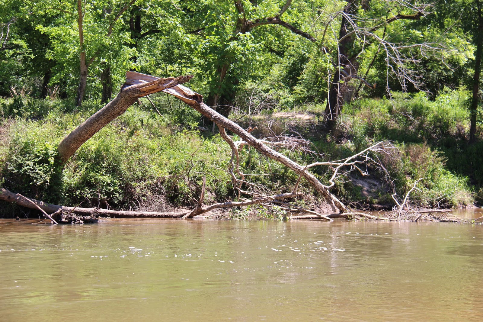 Cadernos de viagem: O Rio Amarelo… na Geórgia, EUA