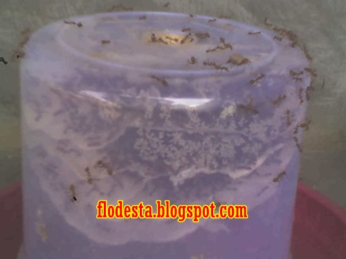 Gambar telur semut rangrang tanpa ratu | FLODESTA