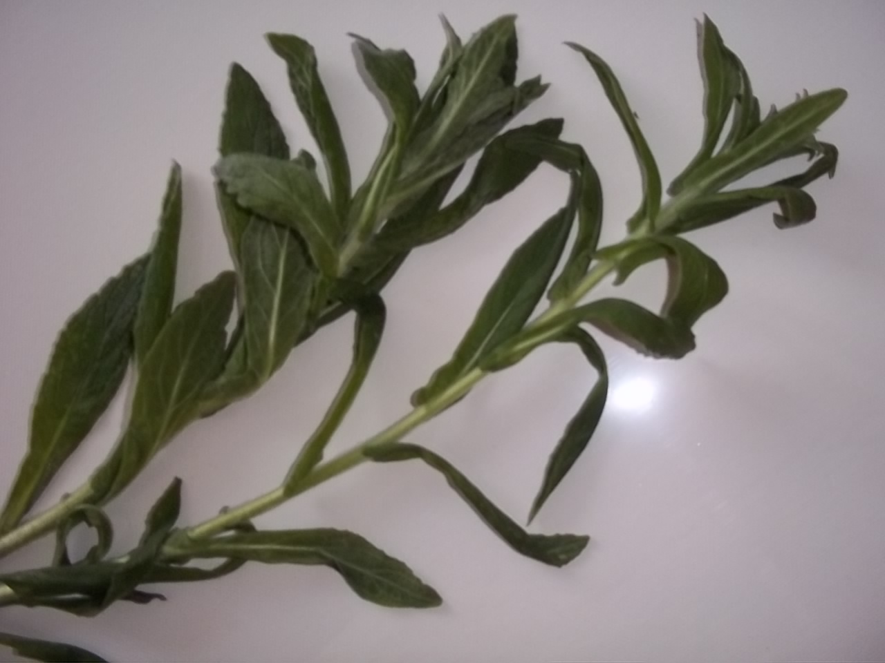 La Vie.The Life.: Inule visqueuse, aunée,Dittrichia viscosa.