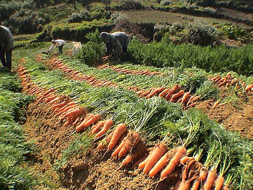 Nature and Farming: Carrot Production Guide