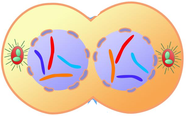 EBUC 2012 - Biología I y II medio