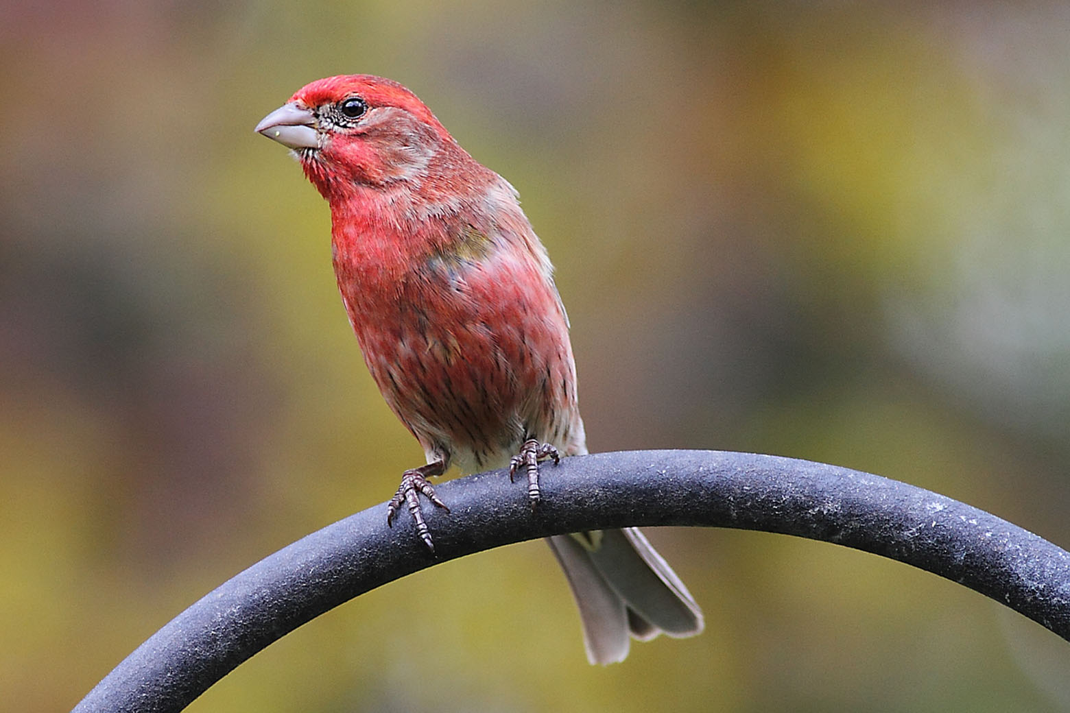 Ann Brokelman Photography: Hummingbirds, Cardinals, Finch and more May 2011