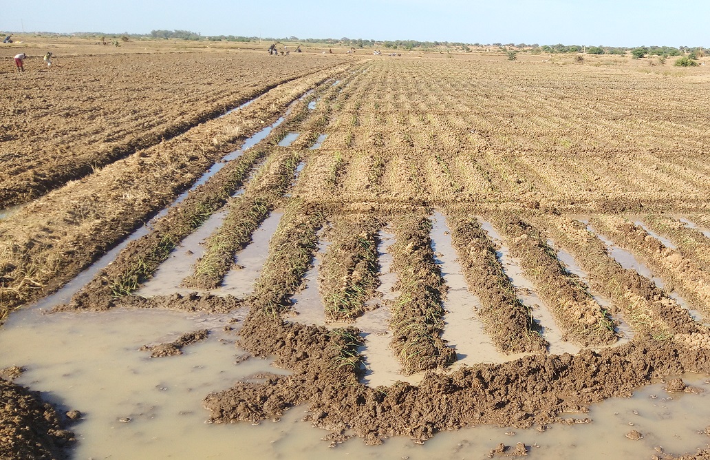 NewsITKAgri: Le labour en billons ou billonnage