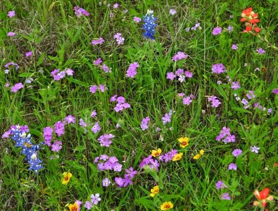 GOING ON ADVENTURES: Texas wildflowers are in full bloom