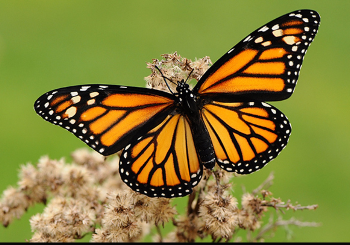 Proyecto Mariposa Monarca