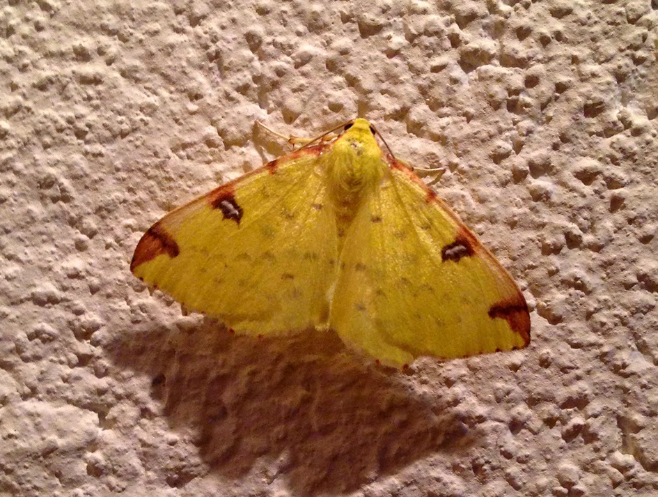 indie birder: Dordogne, France, August 2014 - Dragonflies, Moths and ...