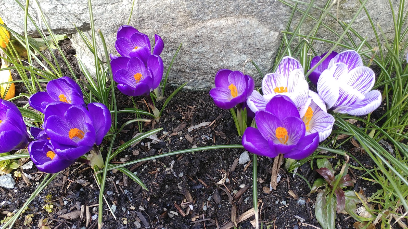 Out and About: Spring Blooms