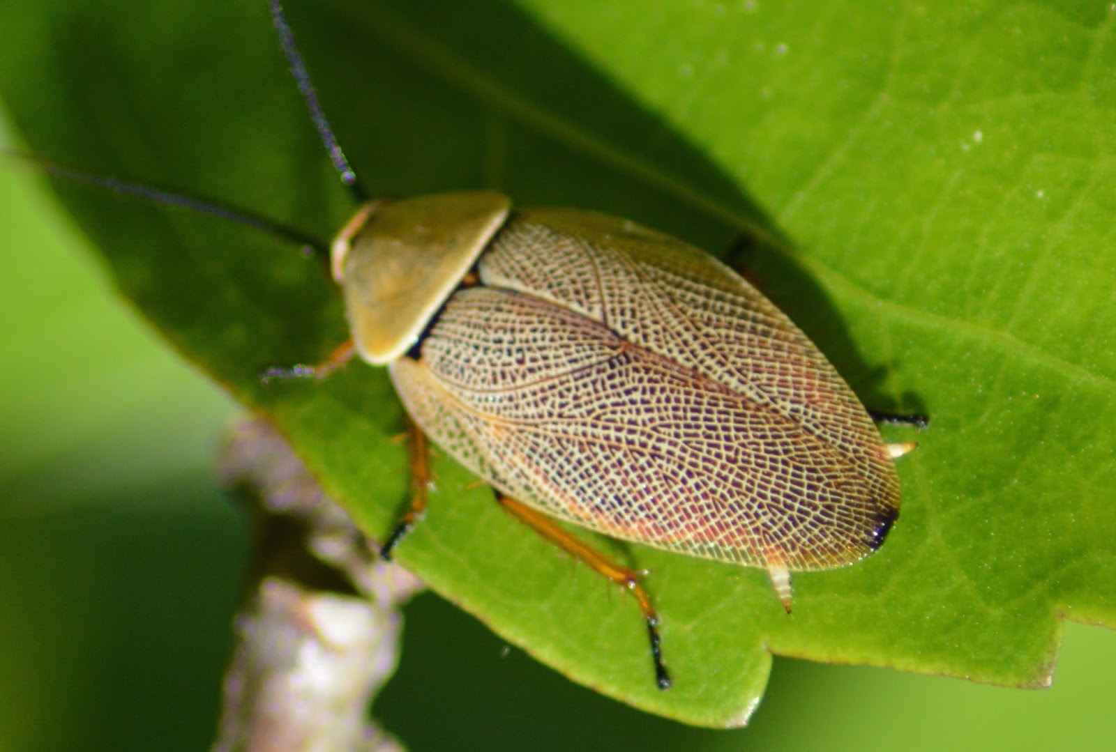The Insect Diary: Native Cockroaches of Australia