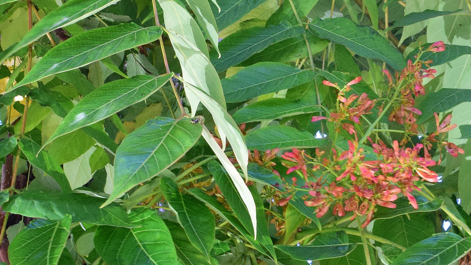 Friends of Carmel Forest Tree Tour with Dr. Matt Ritter 2016 - Carmel ...
