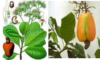 Herba & Tumbuhan: GAJUS, KHASIAT DAN UBATANNYA