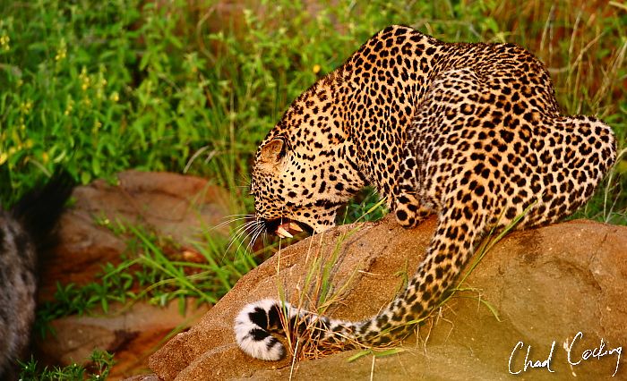 .: 9th February – One Brave Leopard!