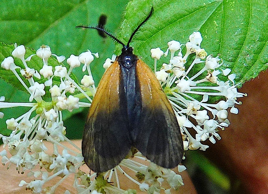 Field Biology in Southeastern Ohio: Slug Moths of Ohio, and related ...