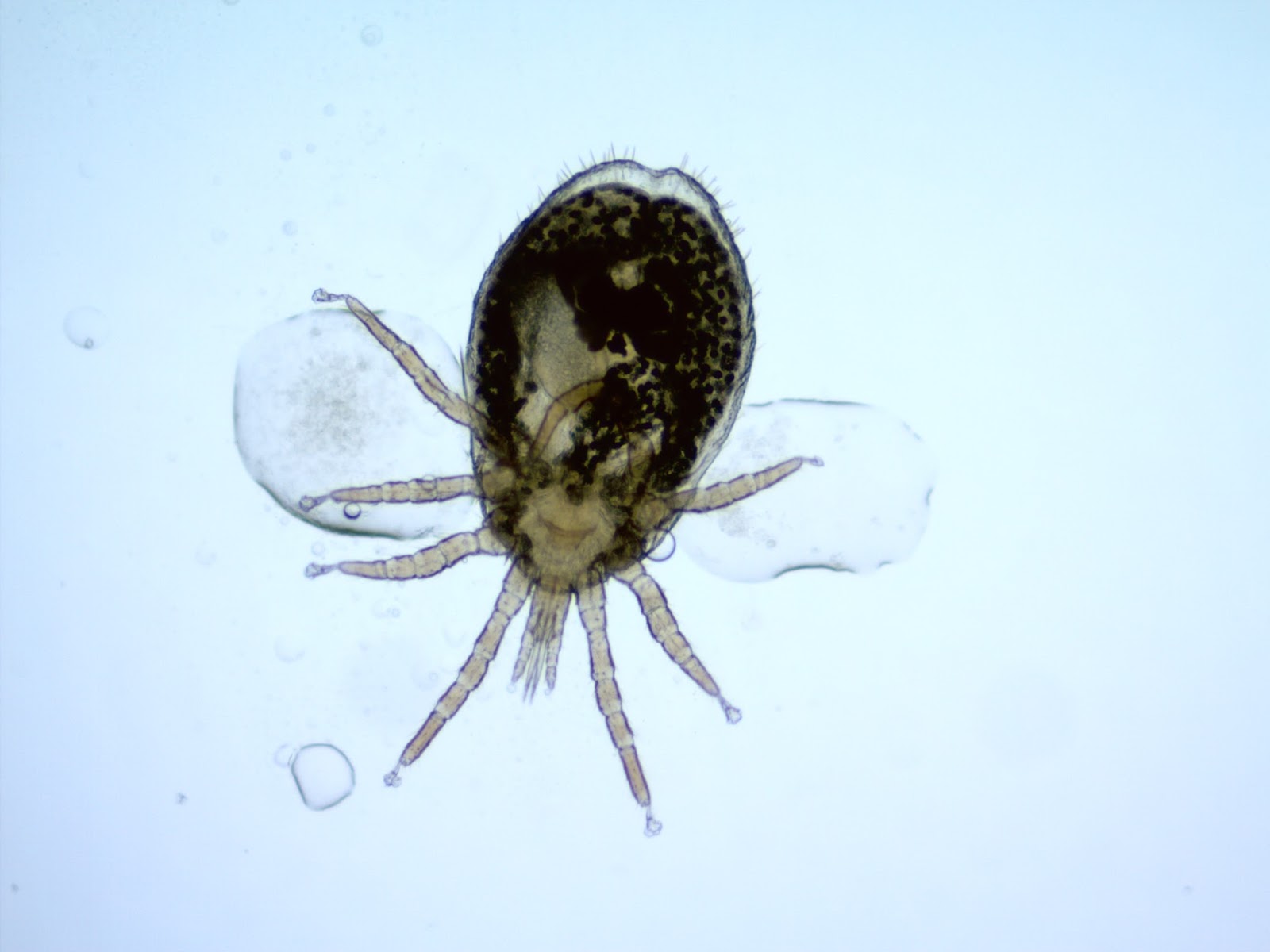 Lab Animal Vet: Fun Facts Answers: Q 1-10