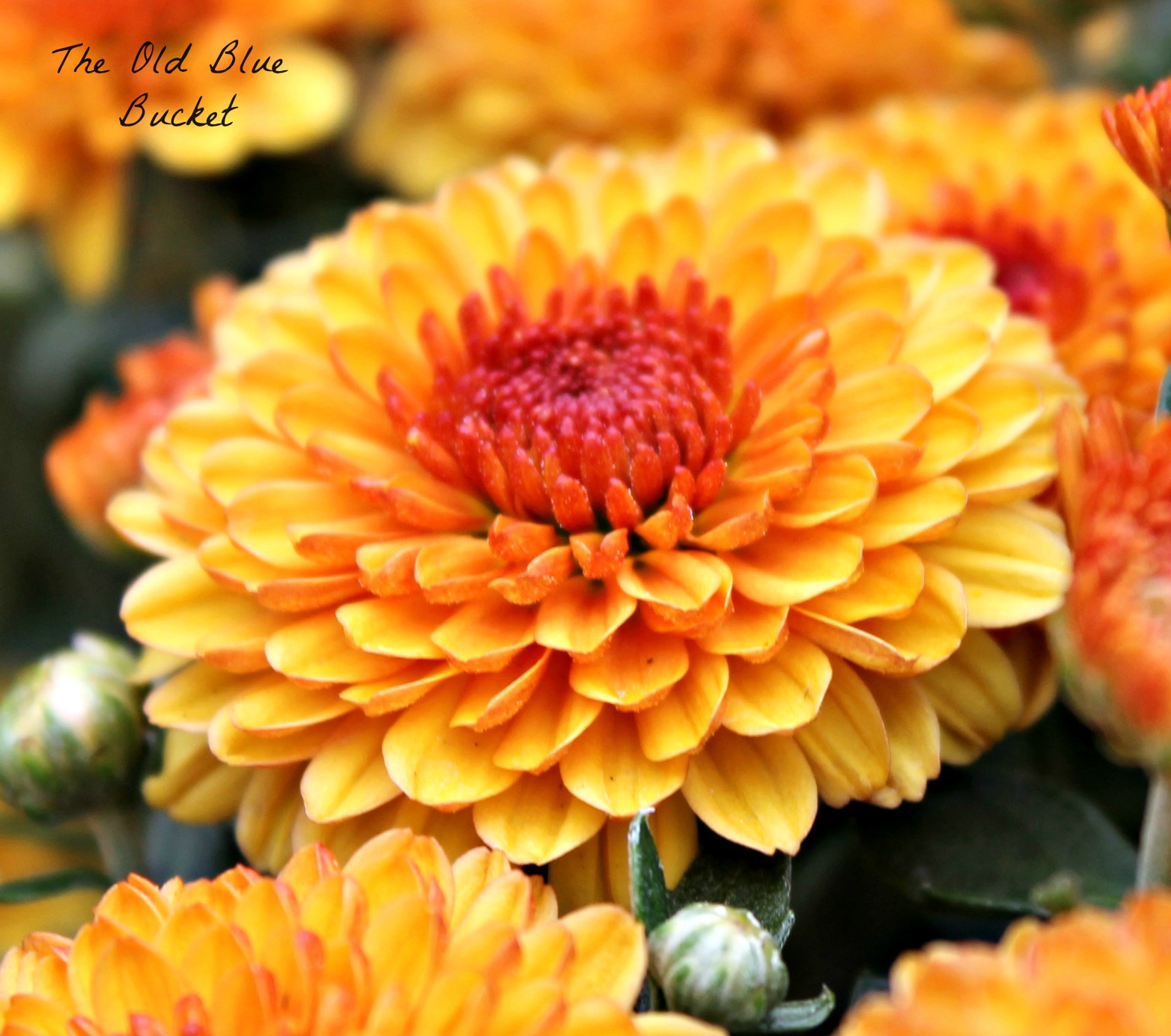 The Old Blue Bucket: Minnow Bucket of Mums