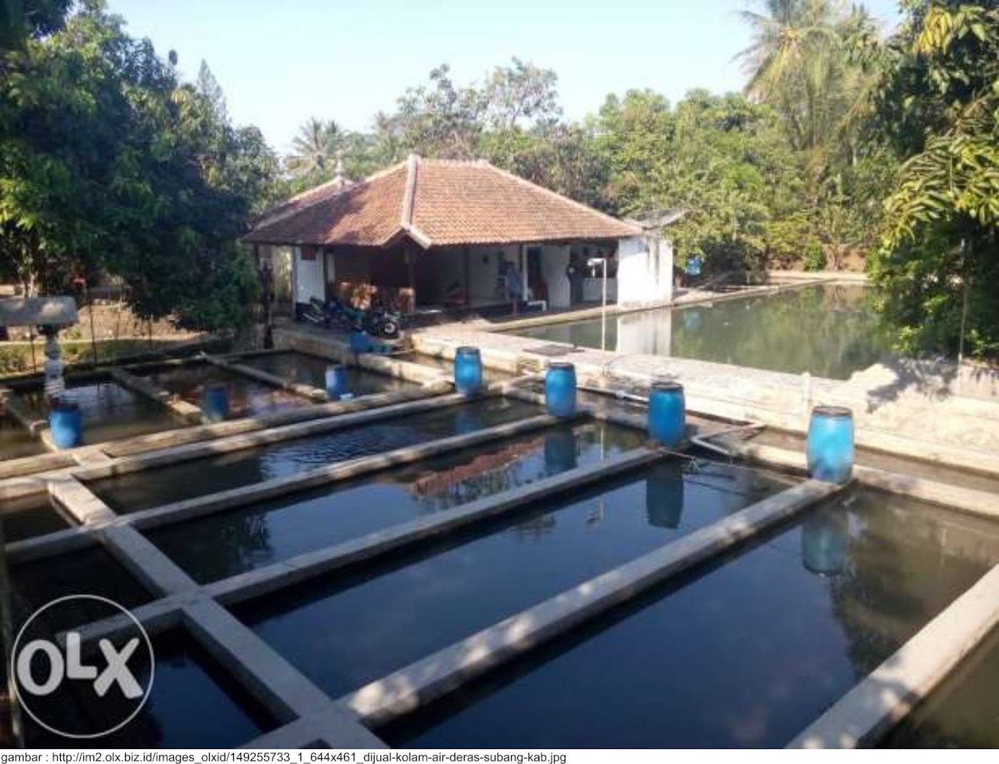 ciri induk ikan lele matang gonad