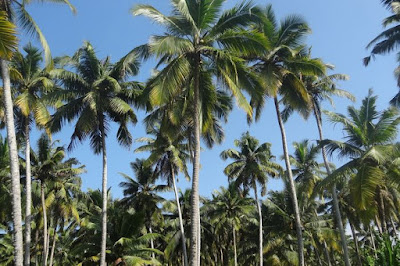 Laporan Praktikum Biodiversitas Tumbuhan: Arecidae dan Commelinidae ...