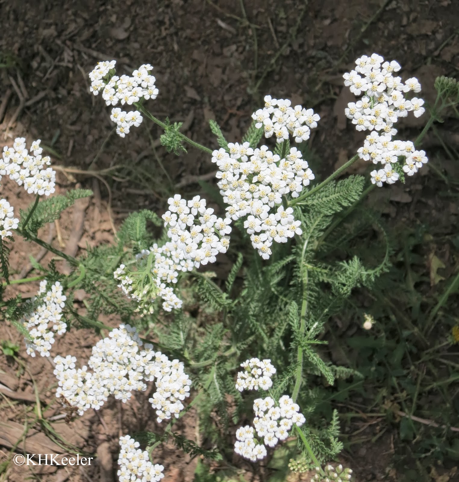 A Wandering Botanist: Plant Story-- Yarrow, Achillea millefolium, an ...