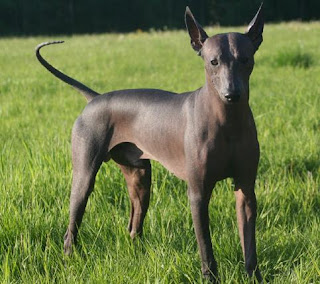 Razas de perros: Xoloitzcuintle