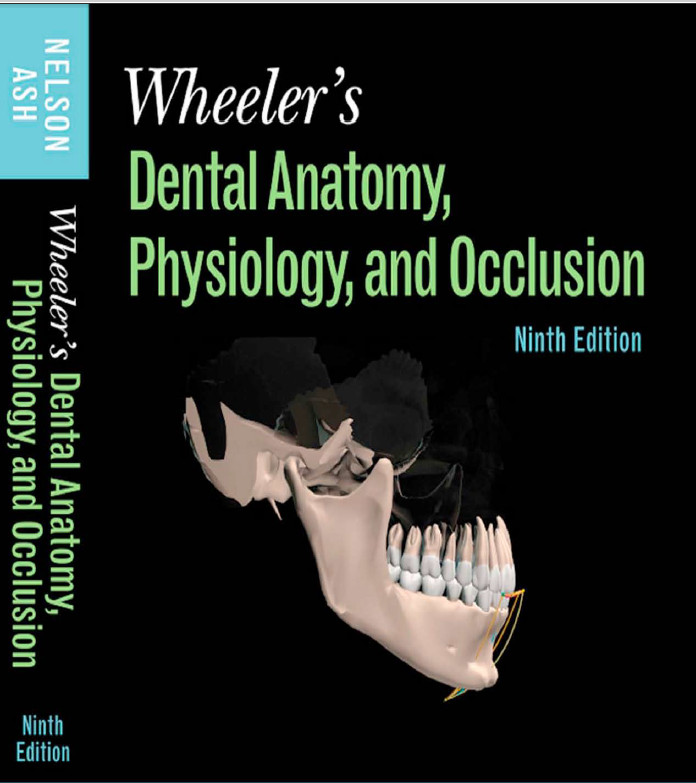 Dental Anatomy Physiology and Occlusion 9th Edition By Wheeler - All ...