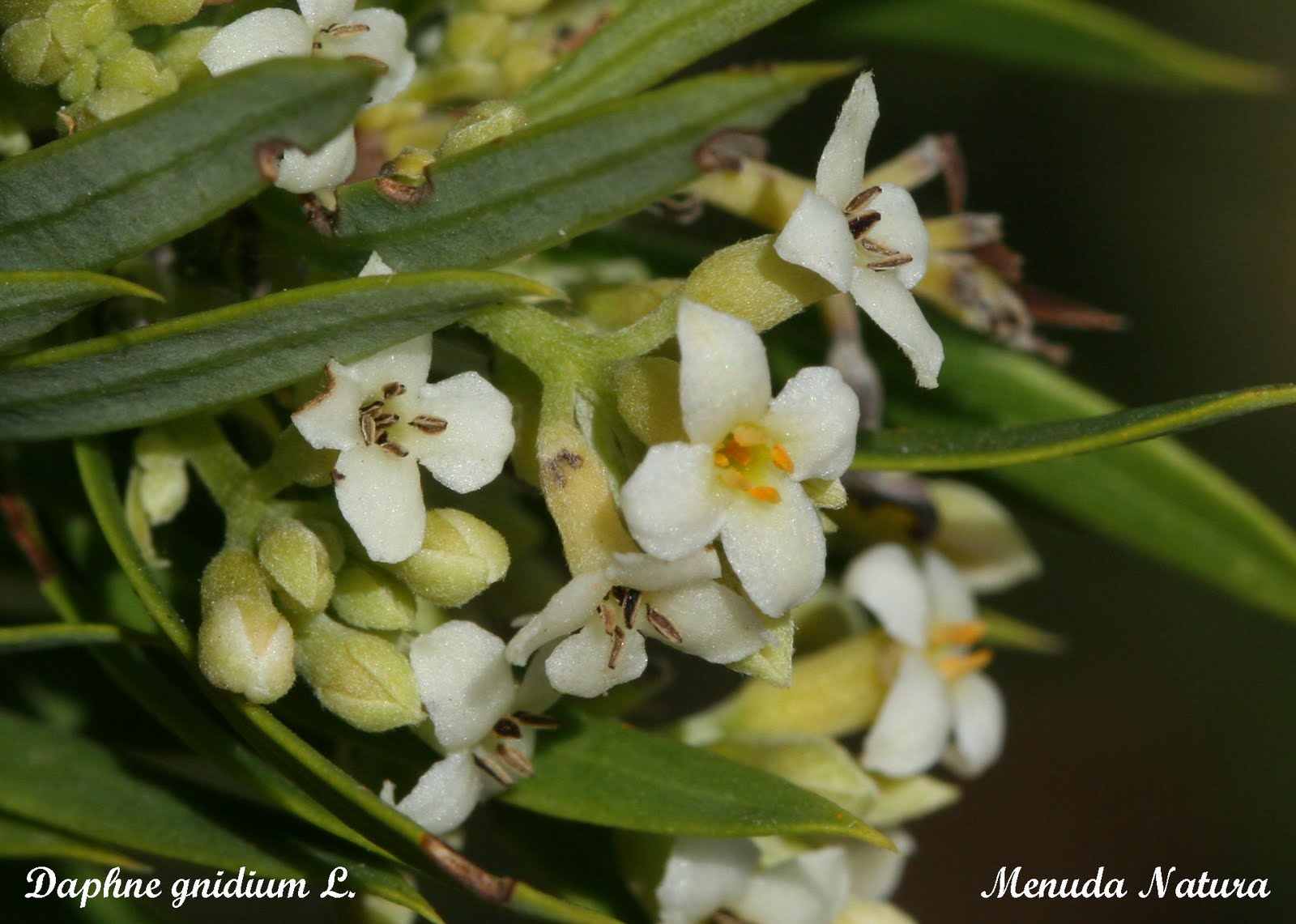 Menuda Natura: Daphne gnidium L.
