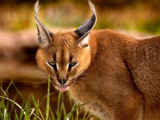 Urban Ministry Live And Unplugged: City Rooikat