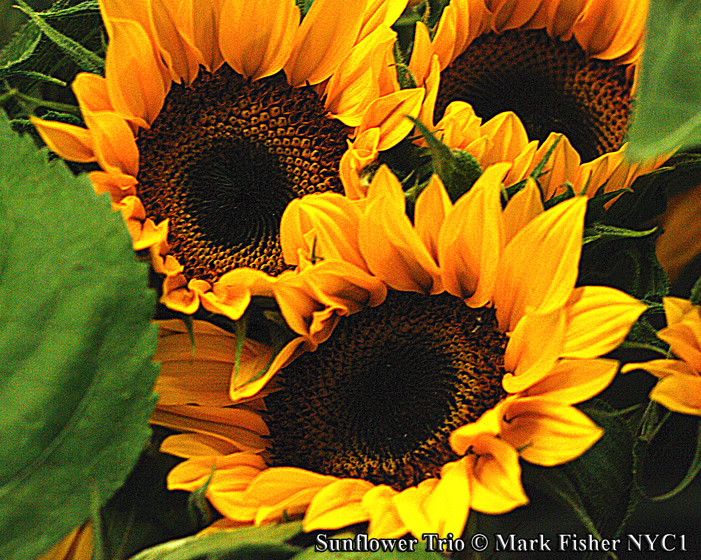 Mark-Fisher-Photo-Images: Sunflower Trio © Mark Fisher Photo-Images ...