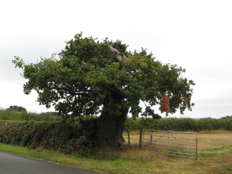 UK Wanderings: Lambley