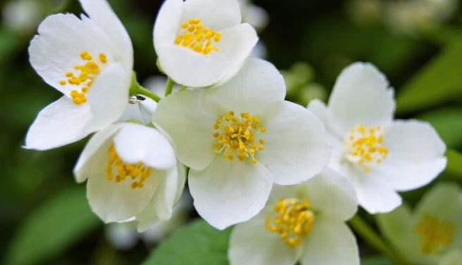 As 9 flores mais cheirosas do mundo | Maliária