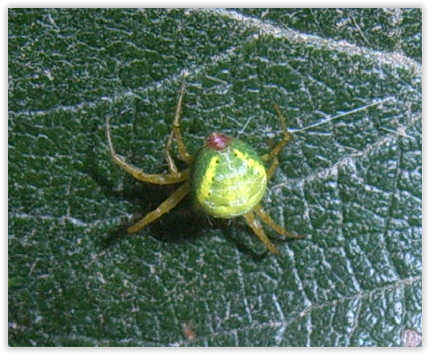 An Illuminous Coloured Spider UK | Magic Nature