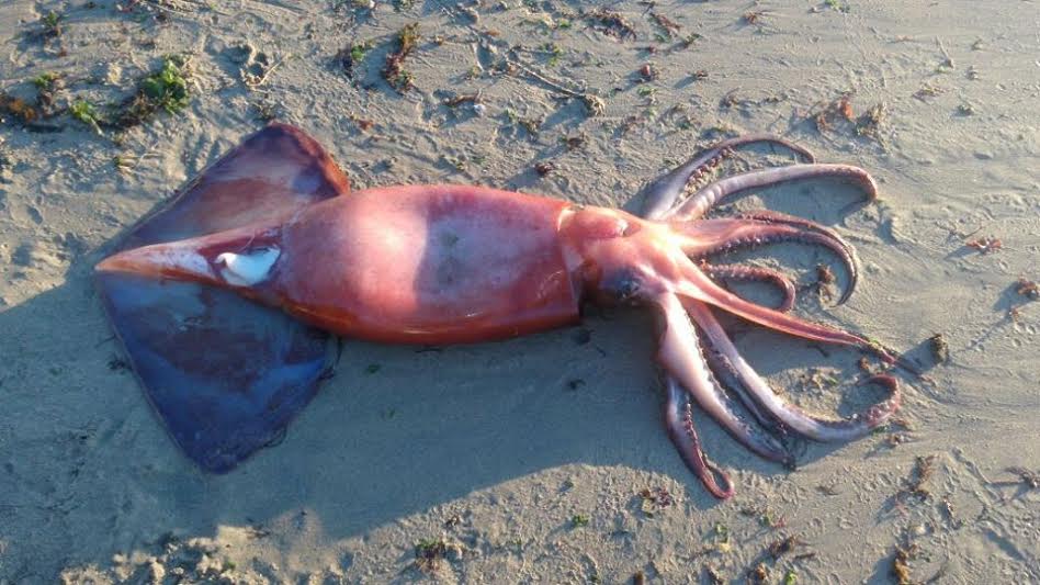 Así Surgen...: Abate Molina zarpó a investigar la jibia entre las ...