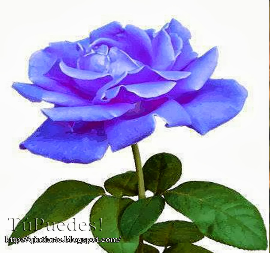 ¿QUE ES UNA ROSA? ~ Fundación Q´inti