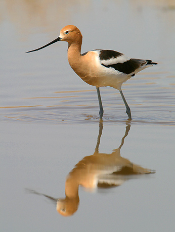 All About Animal Wildlife: American Avocet Amazing Facts Photos-Imagees
