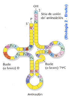 bioquimica: bioquimica