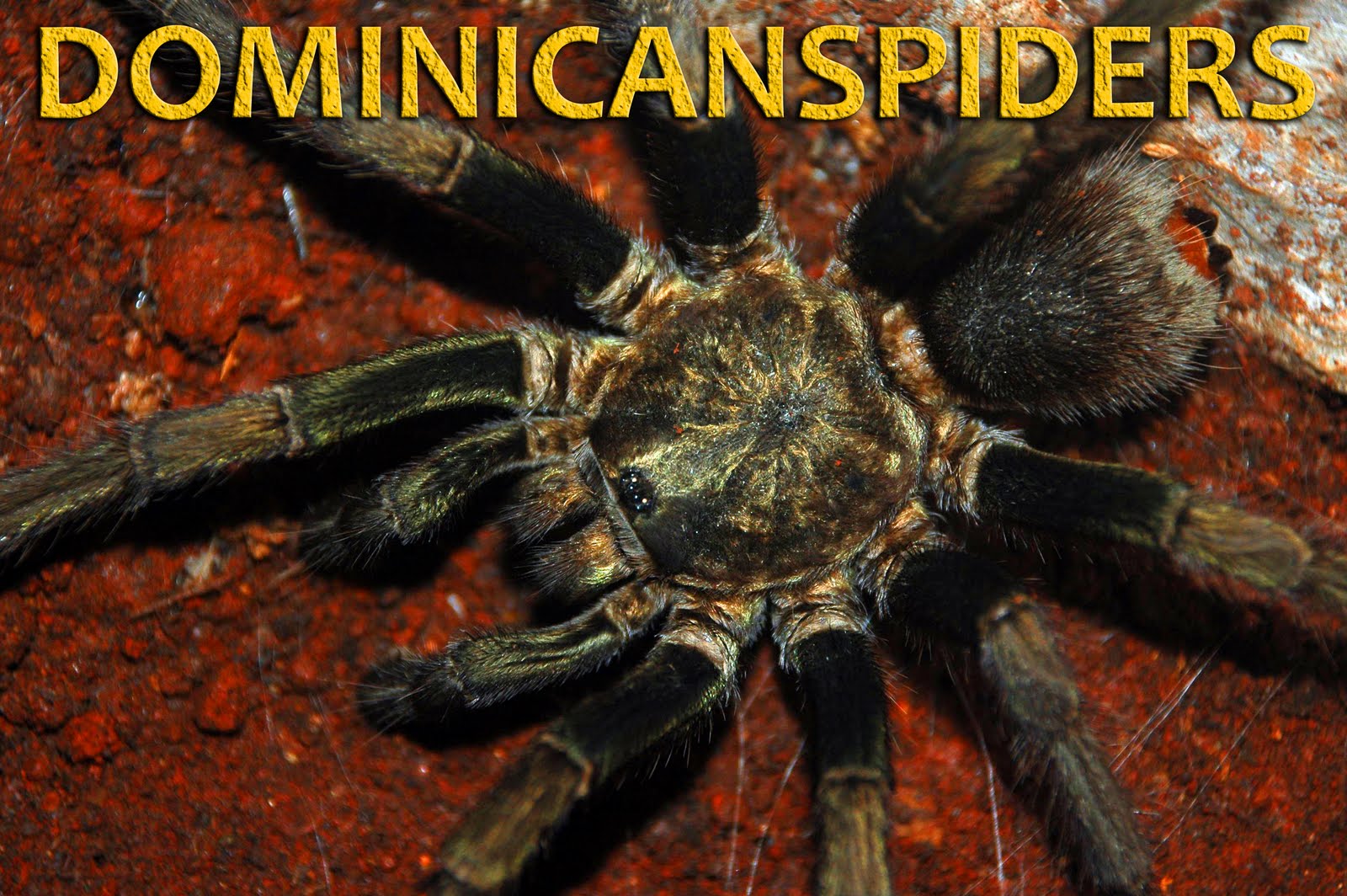 Dominican Spiders