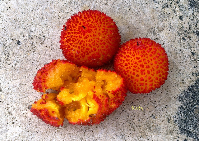 Tocando otros palillos: El madroño