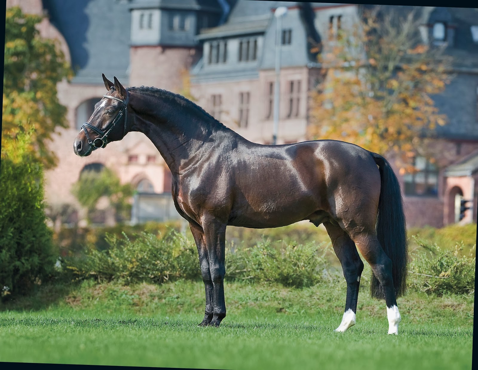 Nabídka hřebčína Sprehe - hřebci pro chovatele ČT