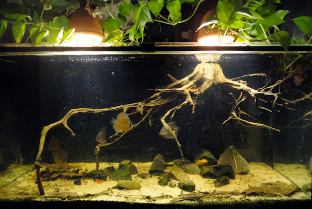 Borko's hobbies: Discus aquarium - an Amazon Blackwater biotope