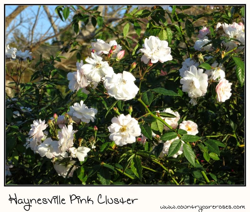 Growing Old Garden Roses in Florida: The Noisettes and Tea Noisettes